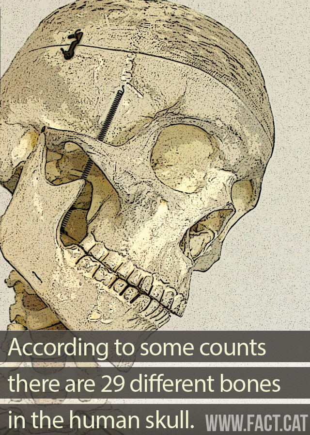  How Many Bones Are There In The Human Skull 